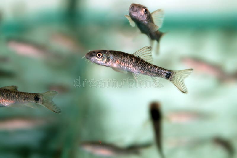 Nahaufnahme Doktorfische (Garra-rufa) Stockfoto - Bild von fische ...