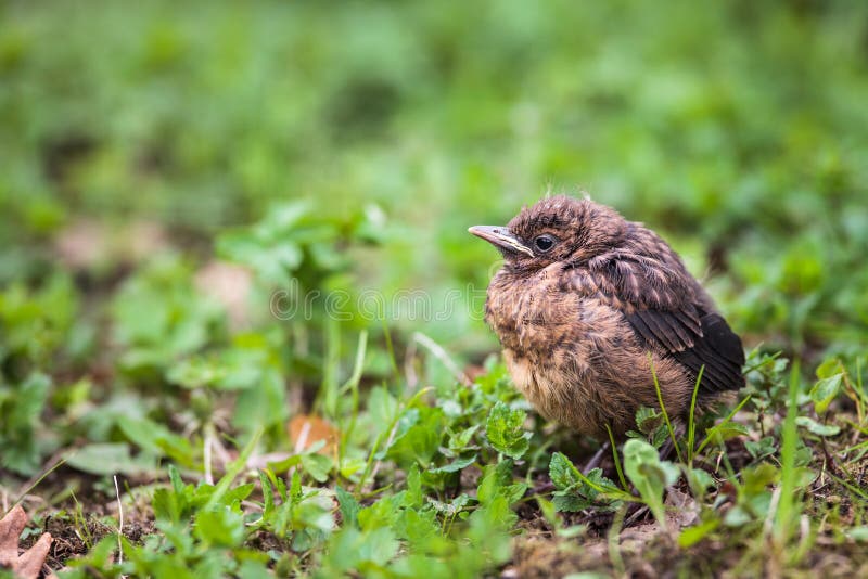 Nahaufnahme Einer Babymanncommon-Amsel Stockfoto - Bild von schnabel ...