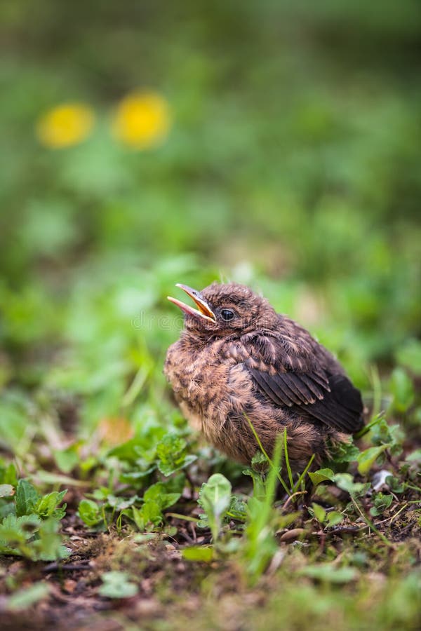Nahaufnahme Einer Baby Common-Amsel Stockfoto - Bild von auge, eurasier ...