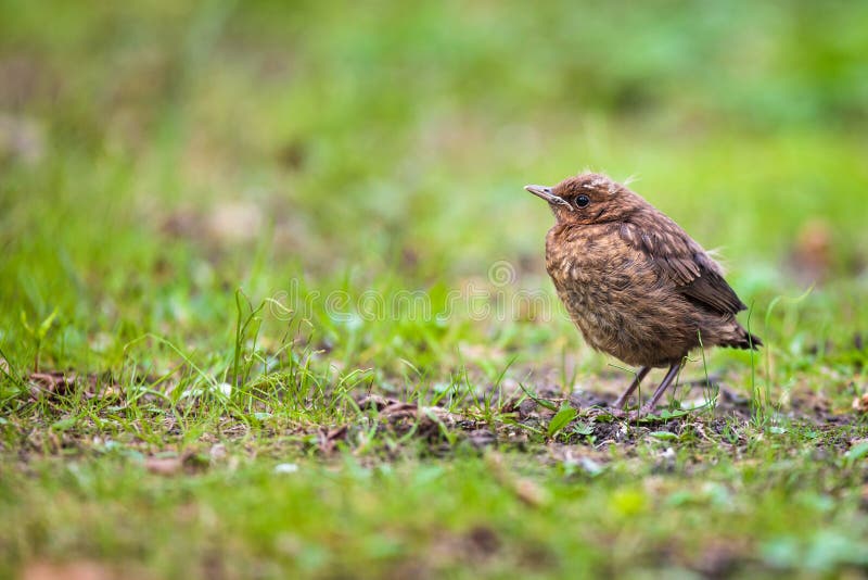 Nahaufnahme Einer Baby Common-Amsel Stockfoto - Bild von auge, eurasier ...