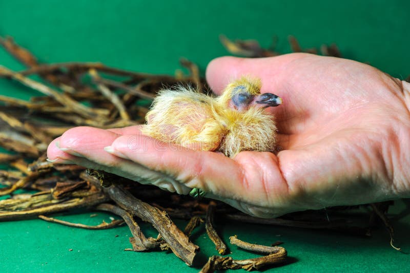 Junge Brieftaube Auf Einer Hand Stockbild - Bild von karosserie ...