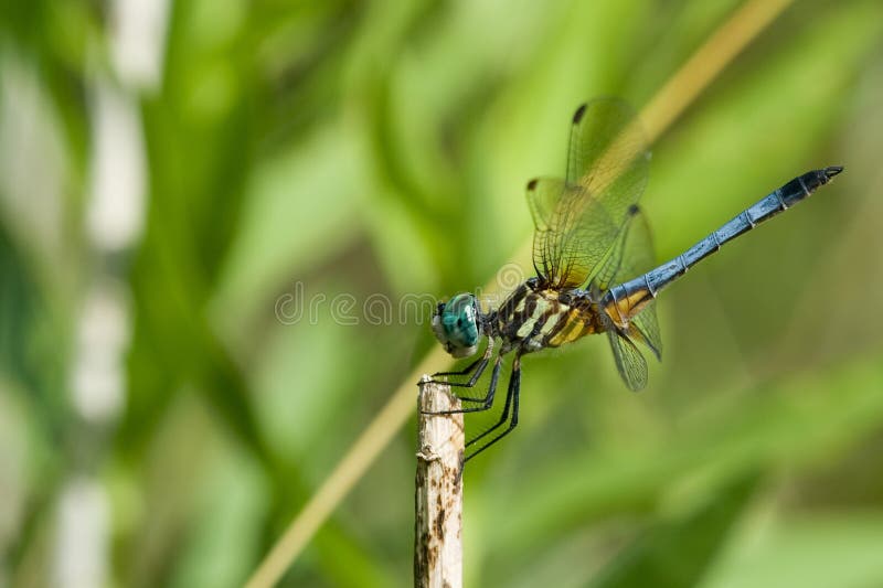 Blaue Libelle auf Blatt stockfoto. Bild von insekt, gesicht - 40329656