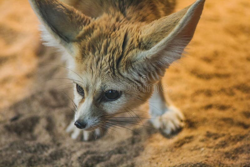 Nahaufnahme Einer Fennek in Stuttgart-Zoo Stockfoto - Bild von ...