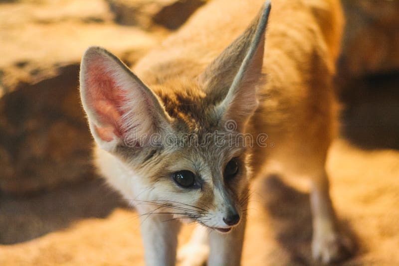 Nahaufnahme Einer Fennek in Stuttgart-Zoo Stockfoto - Bild von ...