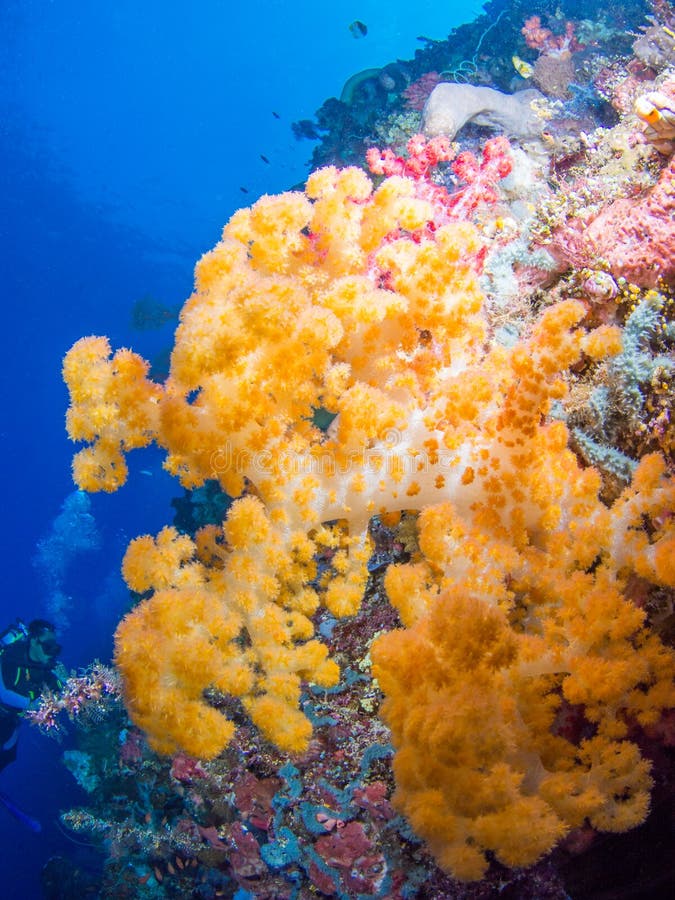 Gelbe Koralle stockfoto. Bild von faulkner, polypen, wasser - 1112552