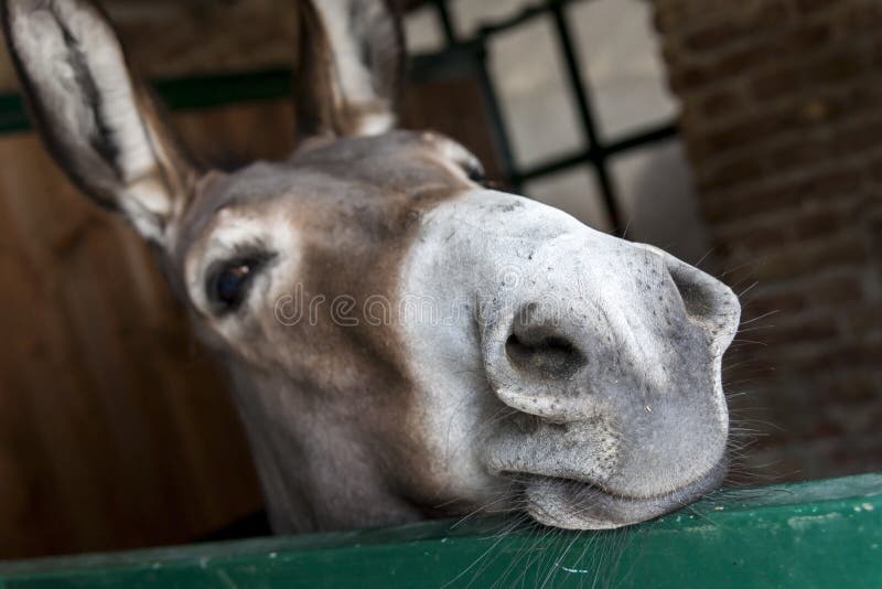 Stall Mit Eseln Esel In Der Stadt, Die Touristen Unter Das Akropolistor ...