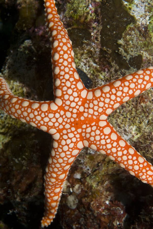 Nahaufnahme Eines Starfish (Seestern) Stockfoto - Bild von leben ...