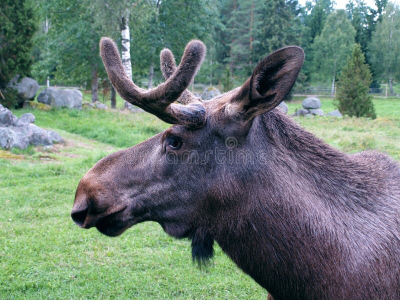 Elch-Kopf stockbild. Bild von hupe, metall, ferien, eisen - 4557333