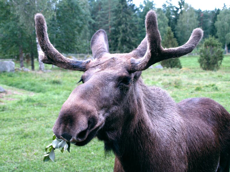 Elch-Kopf stockbild. Bild von hupe, metall, ferien, eisen - 4557333