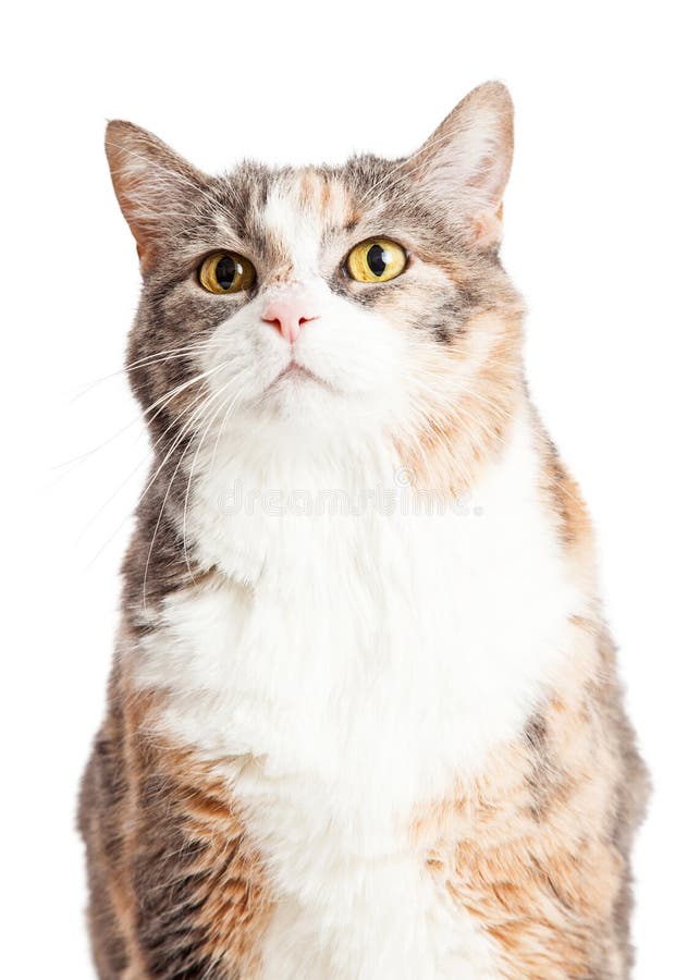 Nahaufnahme Der Kaliko-Katze Stockfoto - Bild von ausführlich, haustier ...