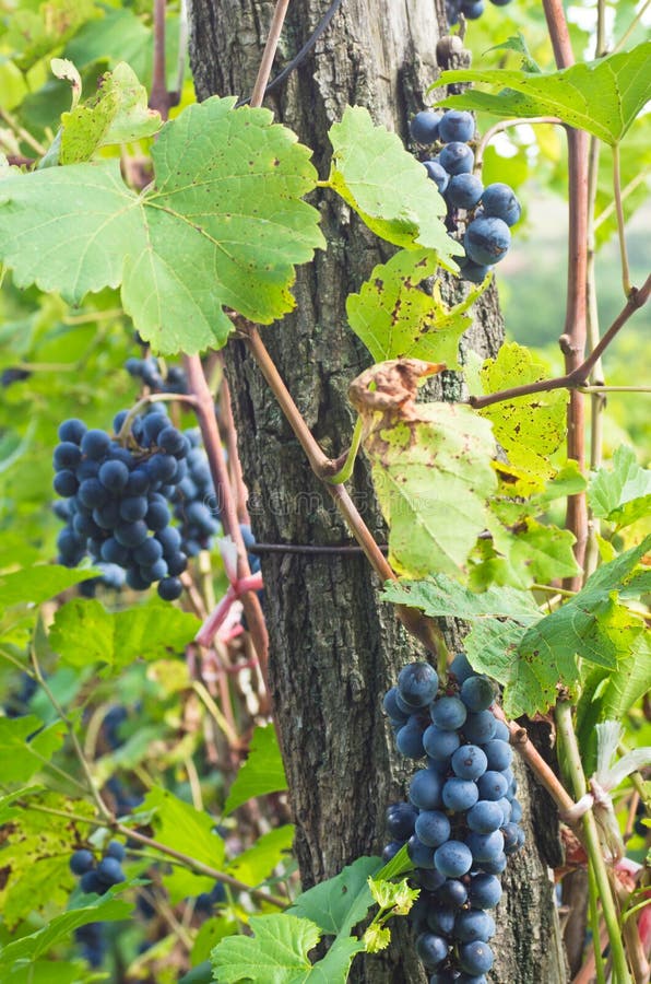 Nahaufnahme Von Rote Trauben Auf Der Rebe Stockbild - Bild von bündel ...