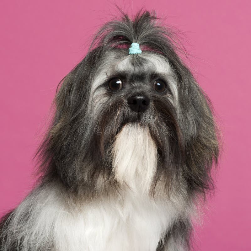 Shih Tzu Mit Rosa Beugt Im Haar, 4 Jahre Alt Stockfoto - Bild von ...