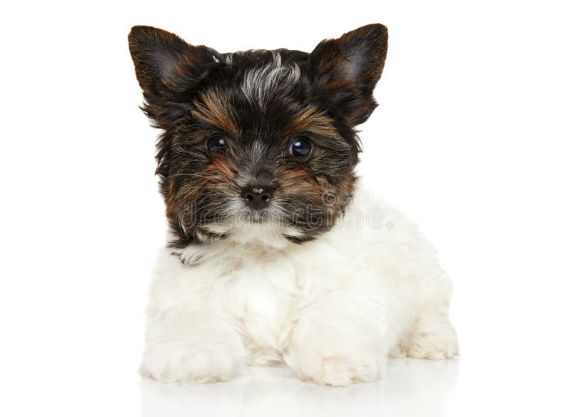 Biewer York Welpe stockbild. Bild von gruppe, hund, sitzung - 80282391