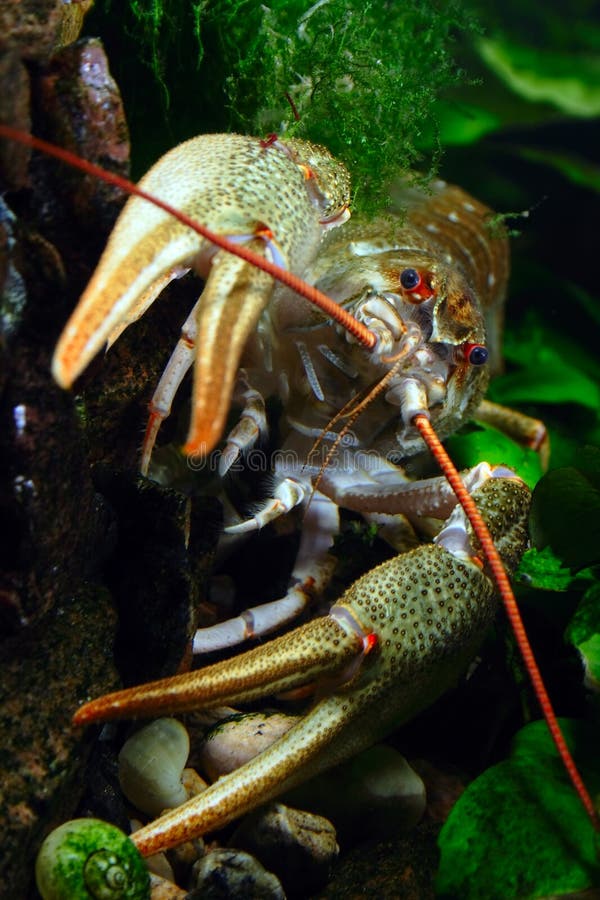 Flusskrebs stockfoto. Bild von greifer, nahrung, wasser - 19379286