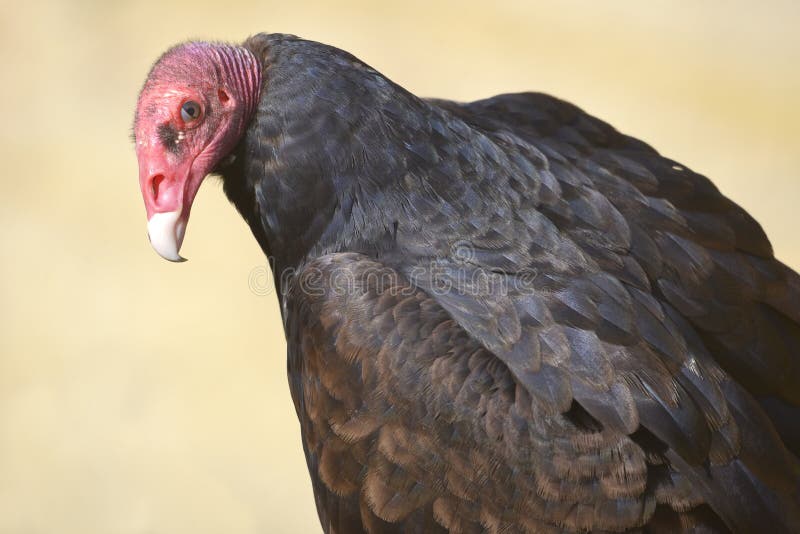 Truthahngeier Bewegte Auf Stamm Stockfoto - Bild von truthahn, kopf ...