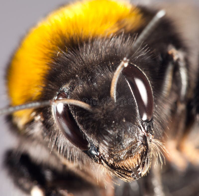 Nahes hohes der Hummel stockbild. Bild von tier, hummel - 20548041