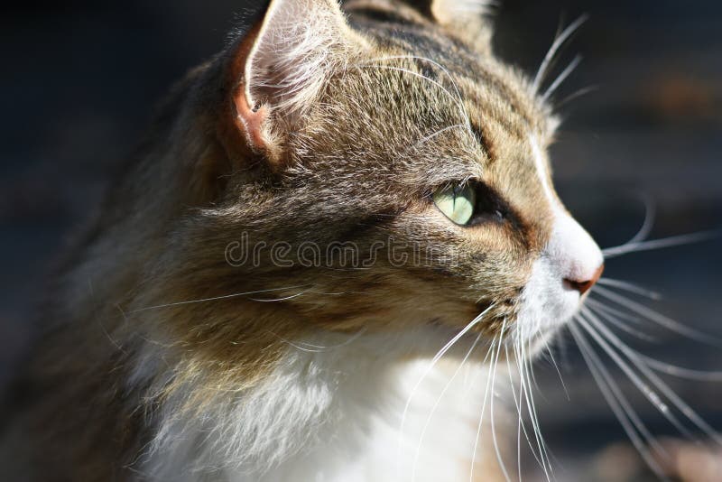Katze Seitenansicht Stockfotos und Bilder - Laden Sie 1,670 lizenzfreie ...