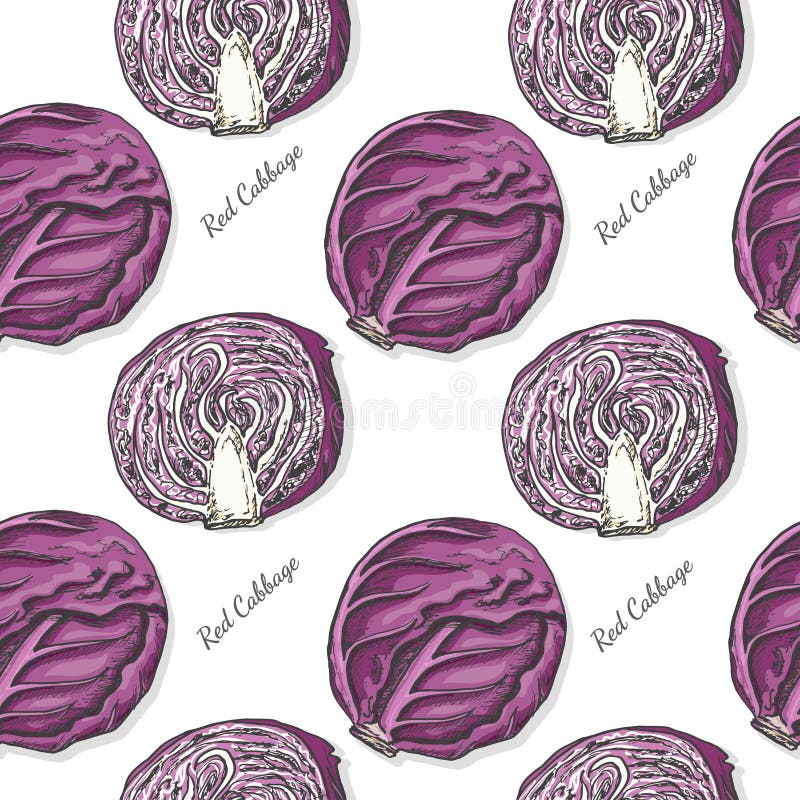 Rotkohl Stock Illustrationen, Vektoren, & Kliparts - 205 Stock ...