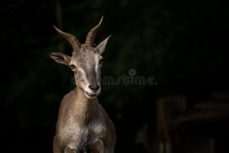 Nahur Blue Portrait in Nature Stock Photo - Image of mammal, himalayas ...