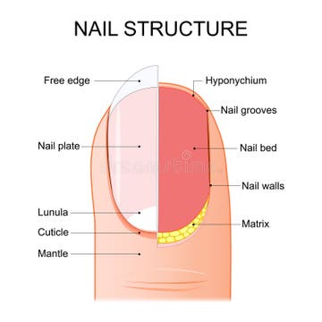 Nail Anatomy. Fingernail Structure Stock Vector - Illustration of ...