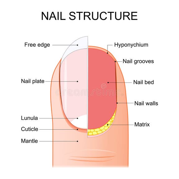 Nail Anatomy. Fingernail Structure Stock Vector - Illustration of ...