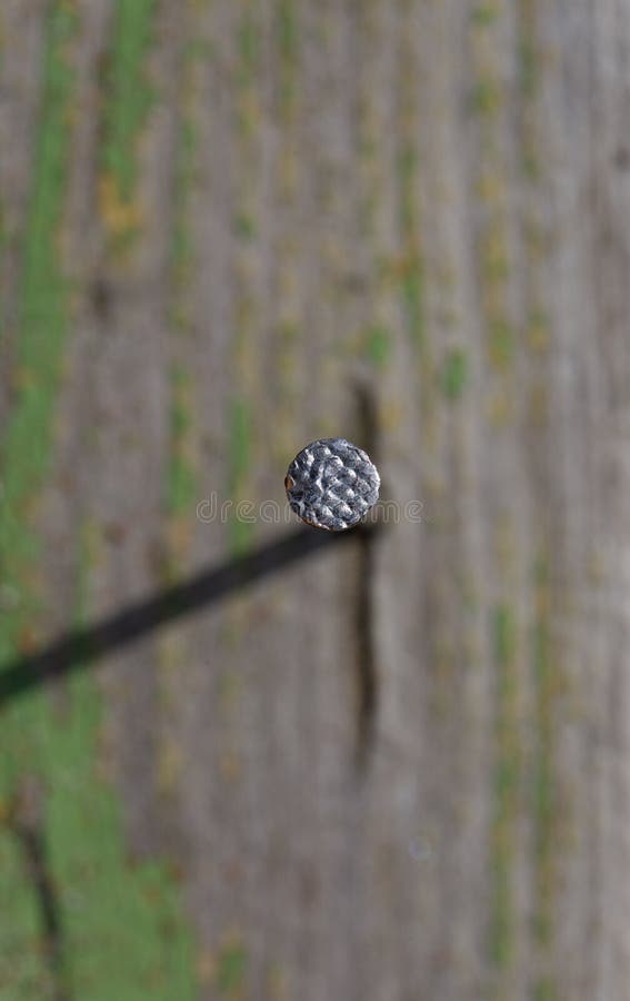 Nail in the Board. Iron Pin in a Tree, Top View Stock Photo - Image of ...
