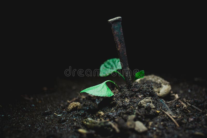 Nail in the dirt stock image. Image of insect, rusty - 55573979