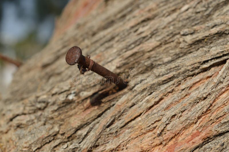 A Rusty Iron Nail Driven into a Tree Trunk. Stock Image - Image of bark ...