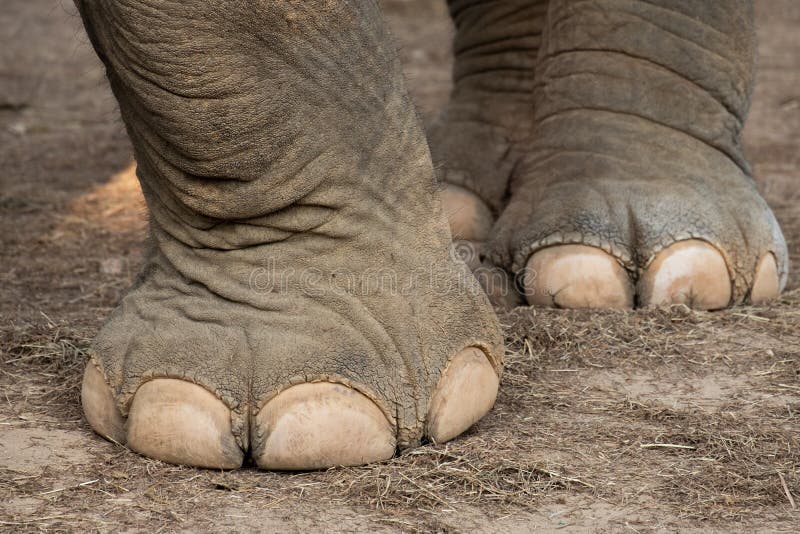 Nail and foot of elephant stock image. Image of detail - 167405271