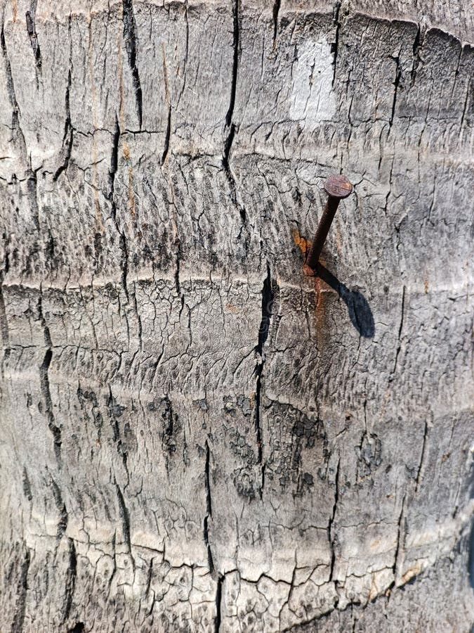 A Nail is Hammered into the Surface of a Coconut Tree. Stock Photo ...