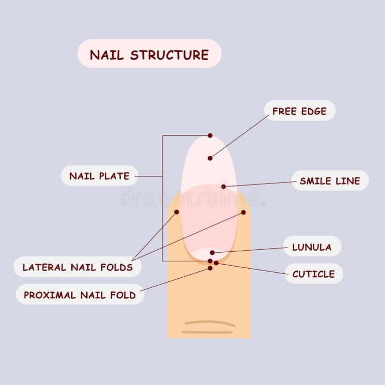 Nail Structure Stock Illustrations – 1,499 Nail Structure Stock ...