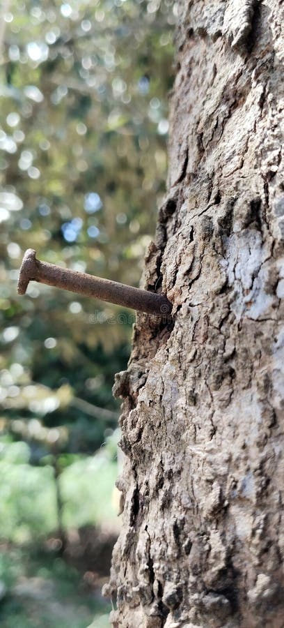 A nail stuck in a tree stock image. Image of tree, outdor - 342142853