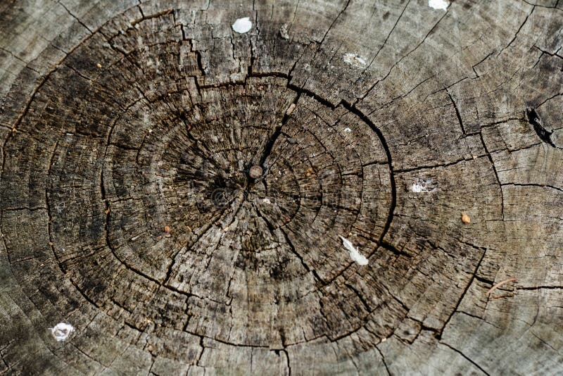 Nail in a tree stump stock image. Image of horizontal - 91050157