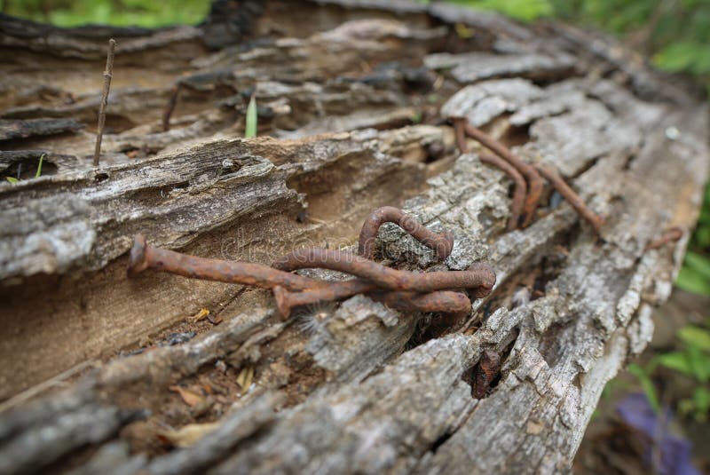 Nail wrestling stock image. Image of leaf, reptile, wood - 262708655