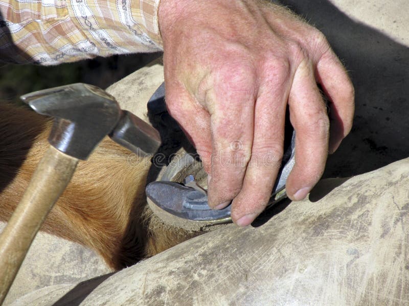 Nailing Down the Horseshoe stock image. Image of shod - 23282419