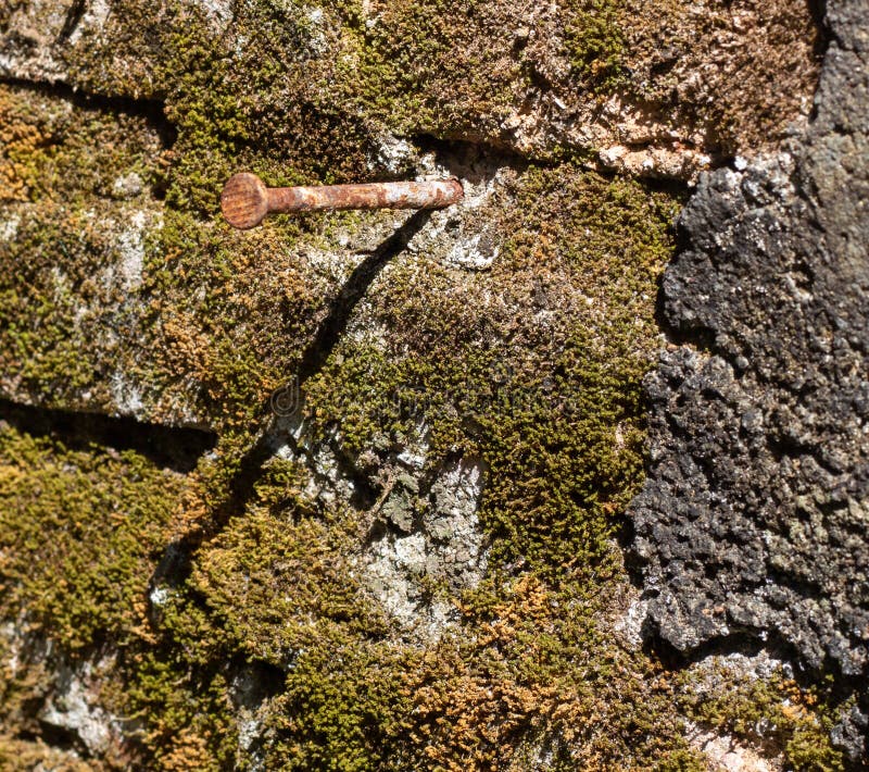 Nails in the Mossy Brick Wall. Stock Photo - Image of process, wood ...