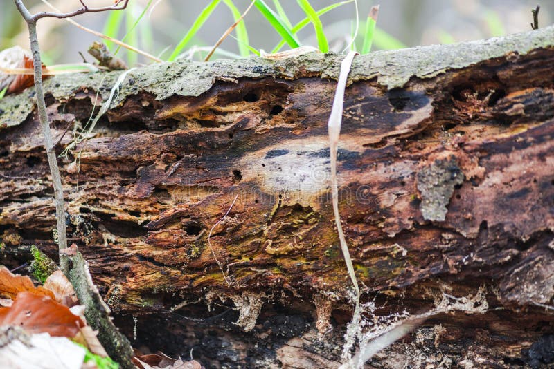 The Nails of Tree in the Forest Stock Image - Image of landscape ...