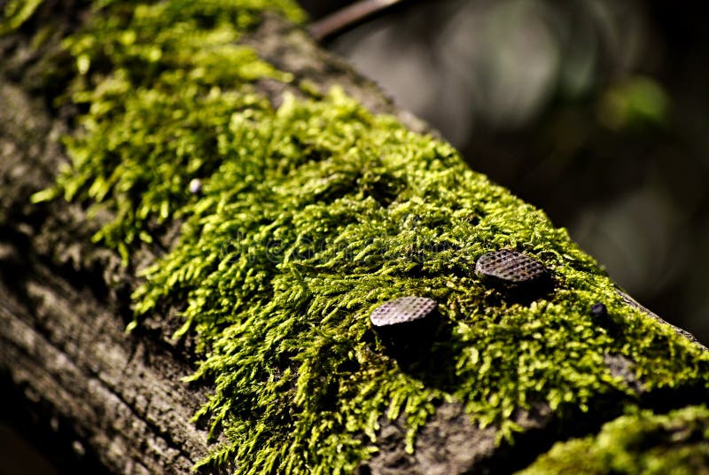 Nails on wood with moss stock photo. Image of tree, spring - 89086578