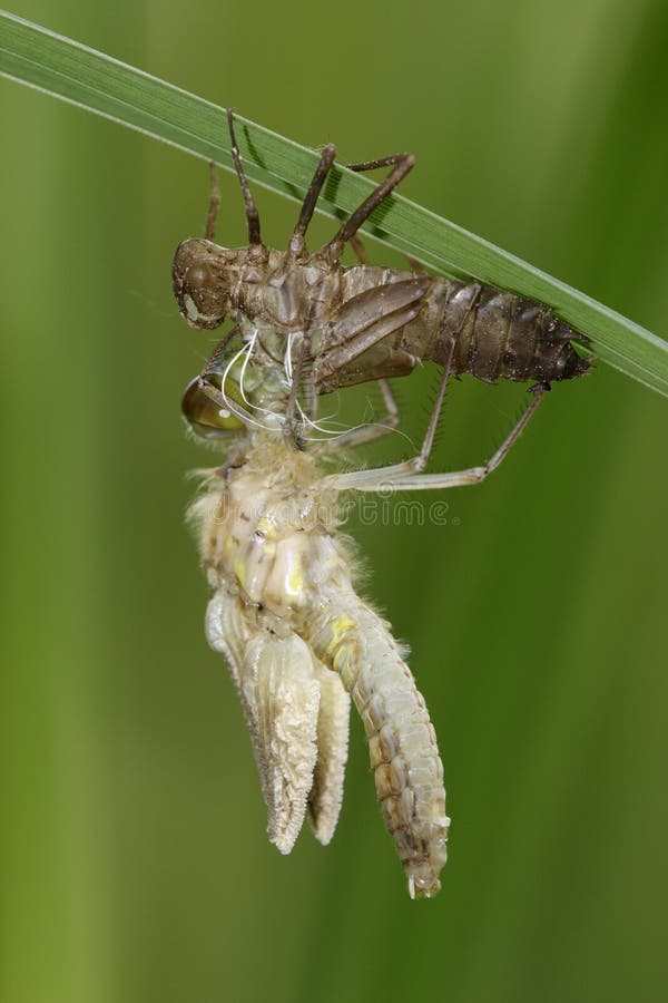 Naissance de libellule image stock. Image du transformation - 5260511