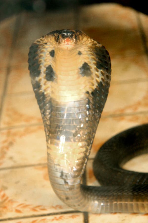 1,180 Naja Photos libres de droits et gratuites de Dreamstime