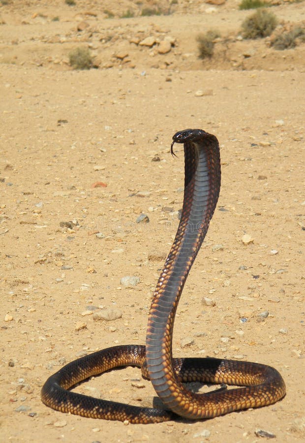 Naja haje stock image. Image of reptile, predator, cleopatra - 25659731