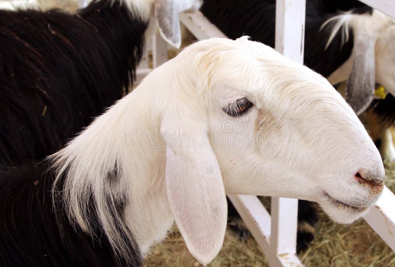 Najdi, a Beautiful Arabian Sheep Stock Photo - Image of breed, bovidae ...