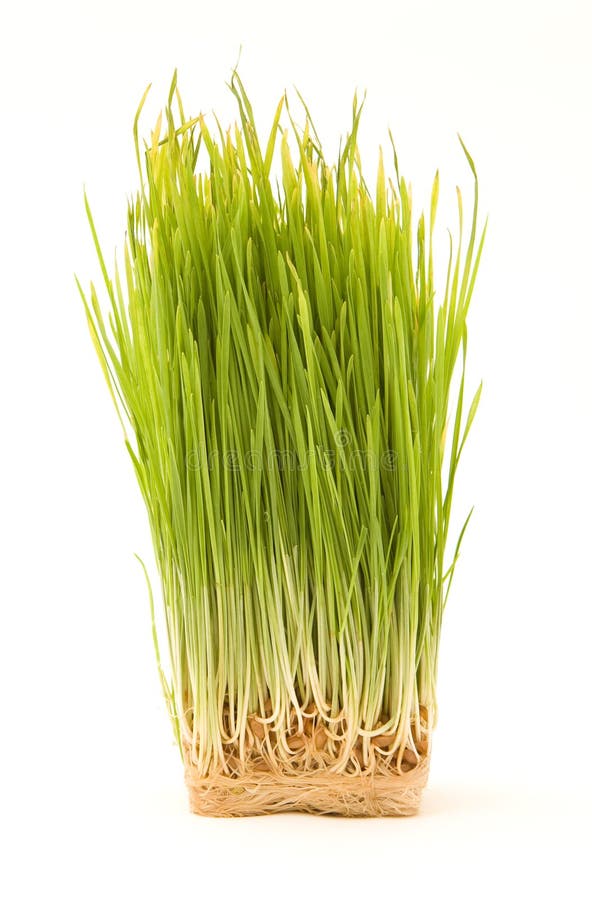 Nake Wheatgrass stock image. Image of wheatgrass, bunch - 16131835