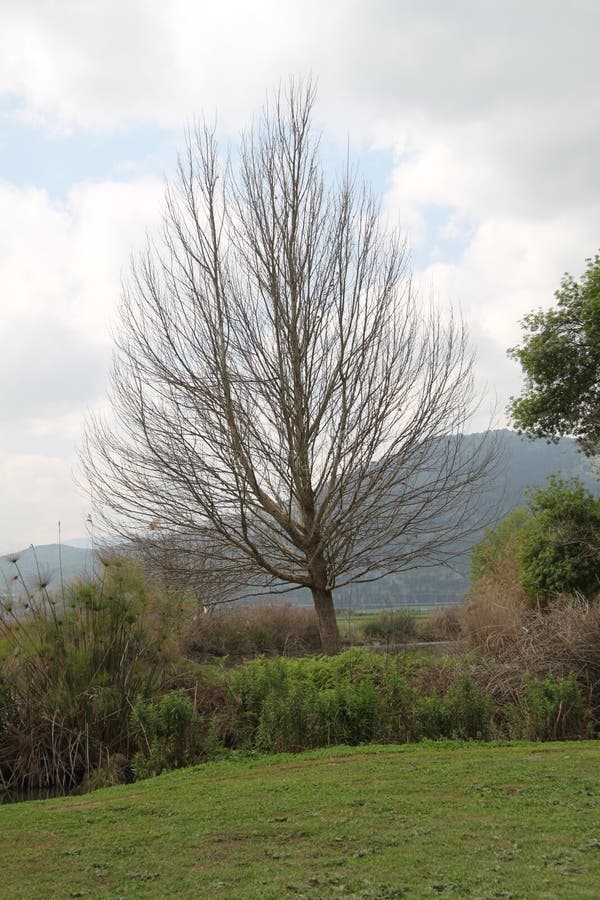 Naked No Leaf Tree stock image. Image of field, fields - 237053883