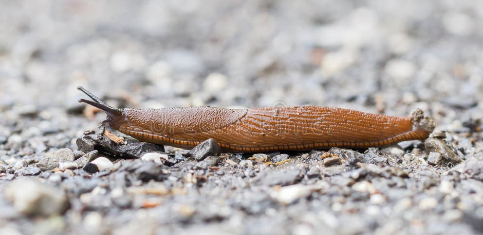 Naked Slug Climb on a Floor Stock Photo - Image of switzerland, nature ...