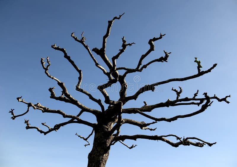 Naked tree. stock image. Image of summer, season, forest - 21441895