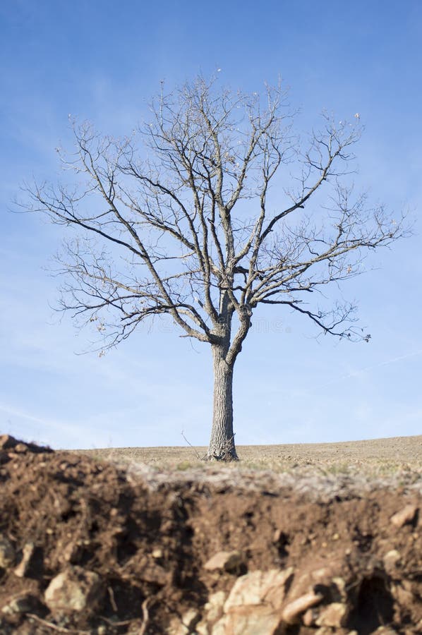 Naked tree on dry land stock image. Image of drought - 49738913