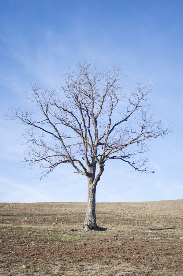 Naked tree on dry land stock photo. Image of tree, lonely - 49738978
