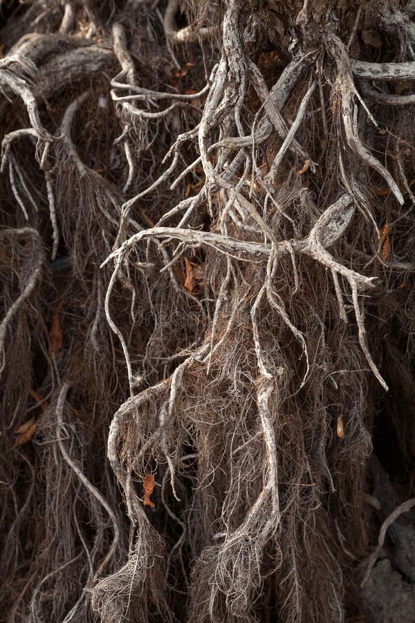 Willow roots stock photo. Image of bathe, strong, increased - 53703752