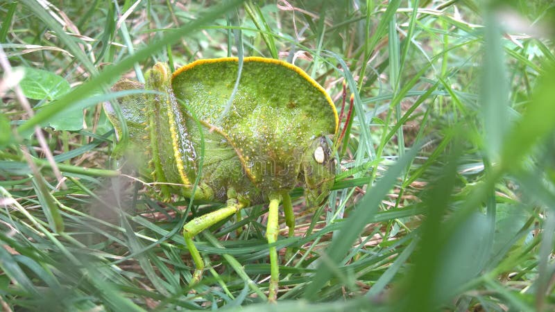 Naktoda Nature Stock Photos - Free & Royalty-Free Stock Photos from ...